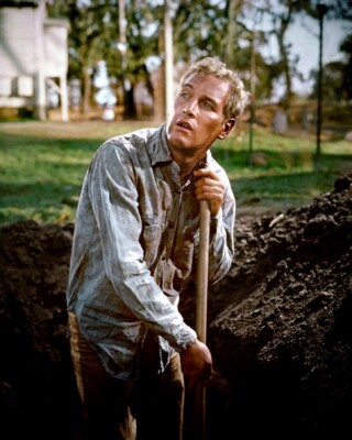 Paul Newman digging ditch as Cool Hand Luke 1966 8x10 Color Photo | eBay UK