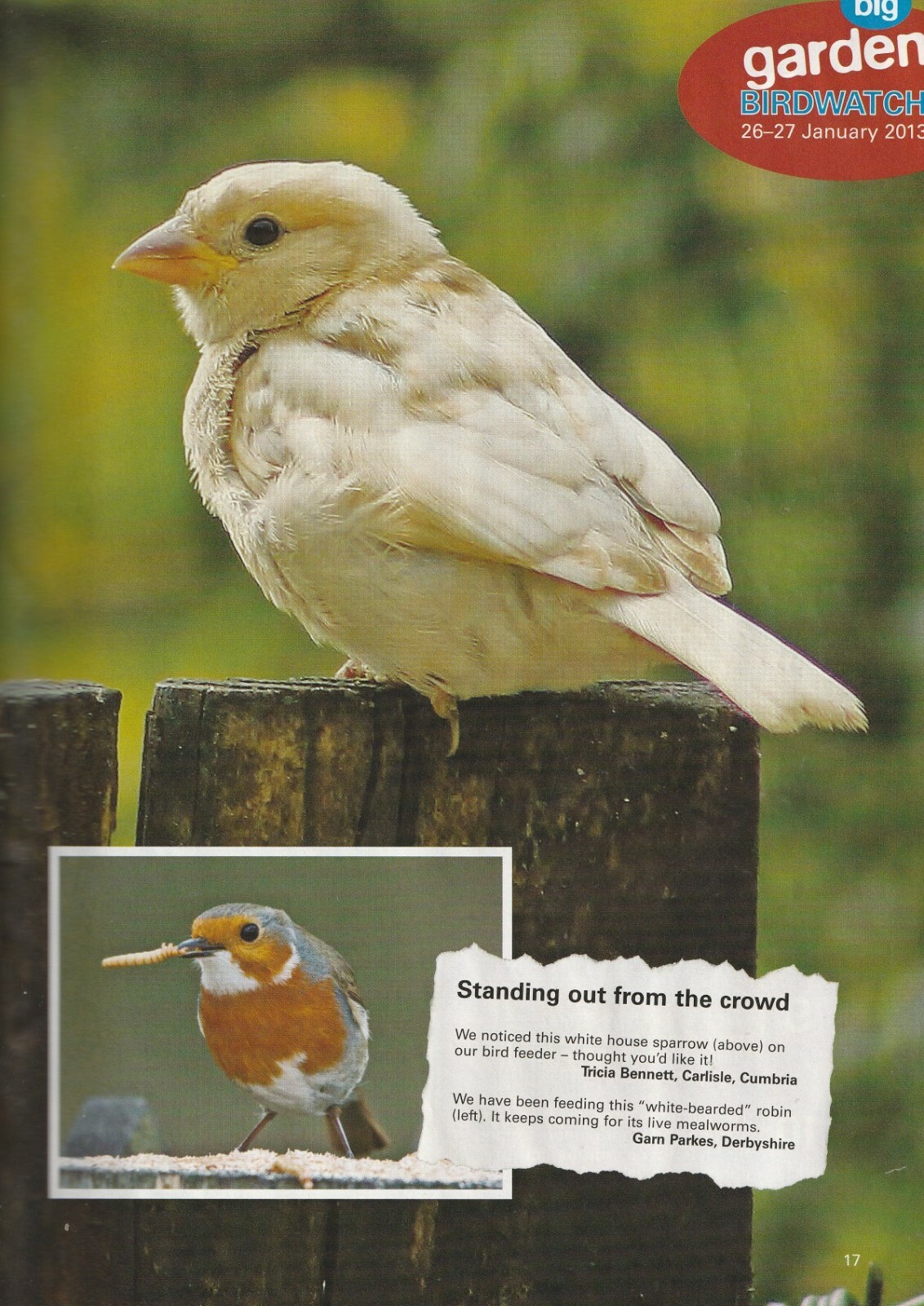 RSPB Birds Magazines x2: Spring 2013 & Winter 2012 Illustrated | eBay UK