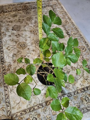Arabian Jasmine up to 18 Inches Up Evergreen Live Plant | eBay