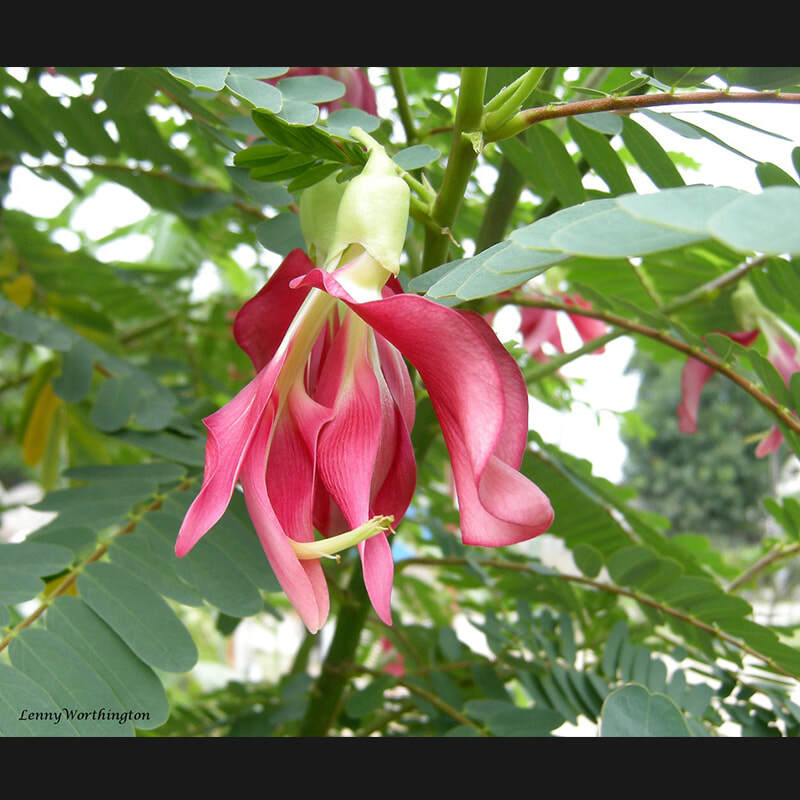 Red Hummingbird Tree Sesbania Grandiflora, Red Wisteria - 10 Sementes ...