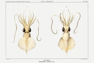 14380.Decor Poster print.Room wall art.Squids illustration.Marine.Ocean ...