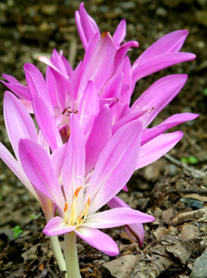 15 graines COLCHIQUE D'AUTOMNE(Colchicum Automnale)G584 NAKED LADIES ...
