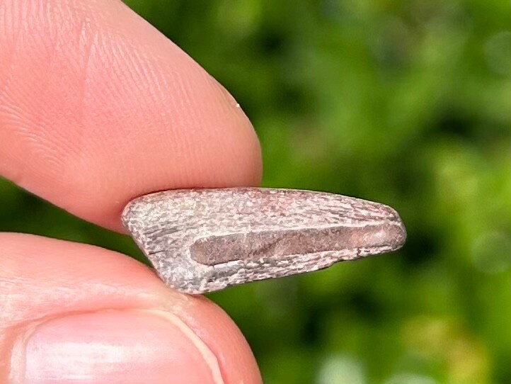 Dinosaur Claw Fossil from Niger Theropod Dino Bones Kryptops ...
