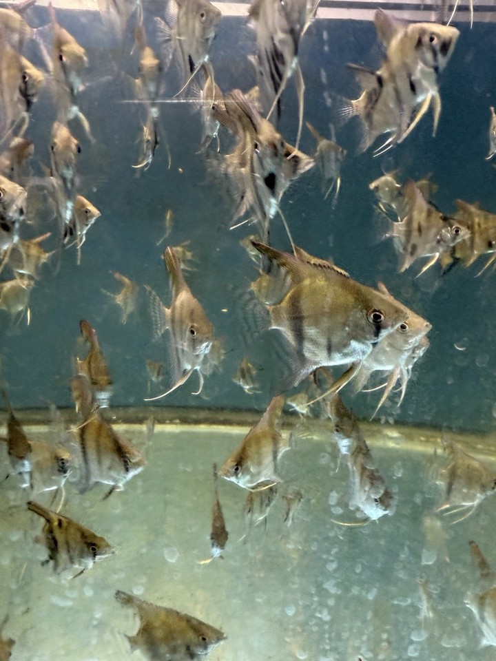 🔥Group of 10 Angelfish Quarter Size Super Healthy Live Freshwater ...