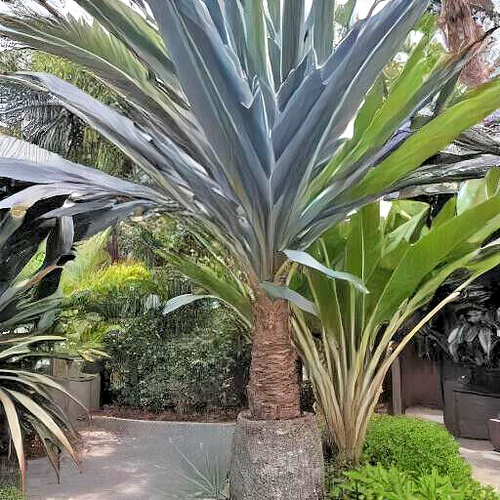 15 Blue Dracaena Seeds (Cordyline indivisa) | 'Lil' Palm, Evergreen w ...
