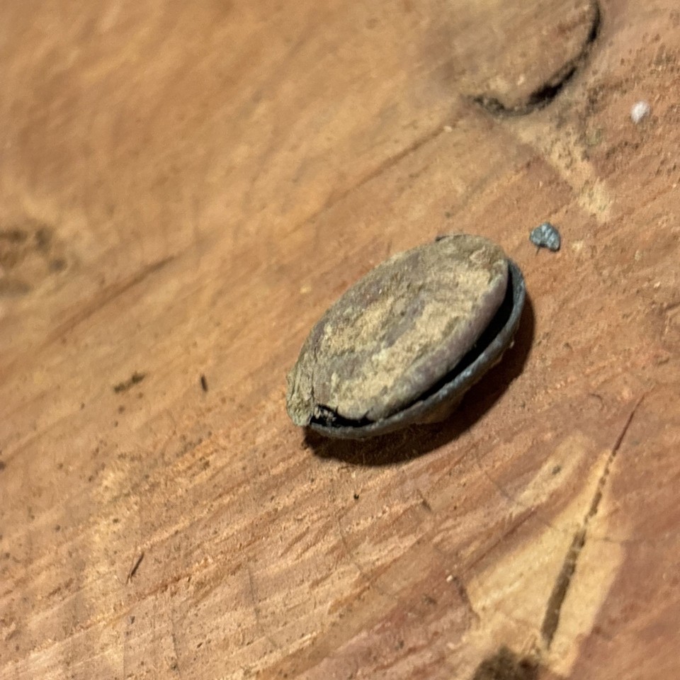 CIVIL WAR CONFEDERATE C.S.A. BLOCK I INFANTRY FULL SIZE COAT BUTTON DUG ...