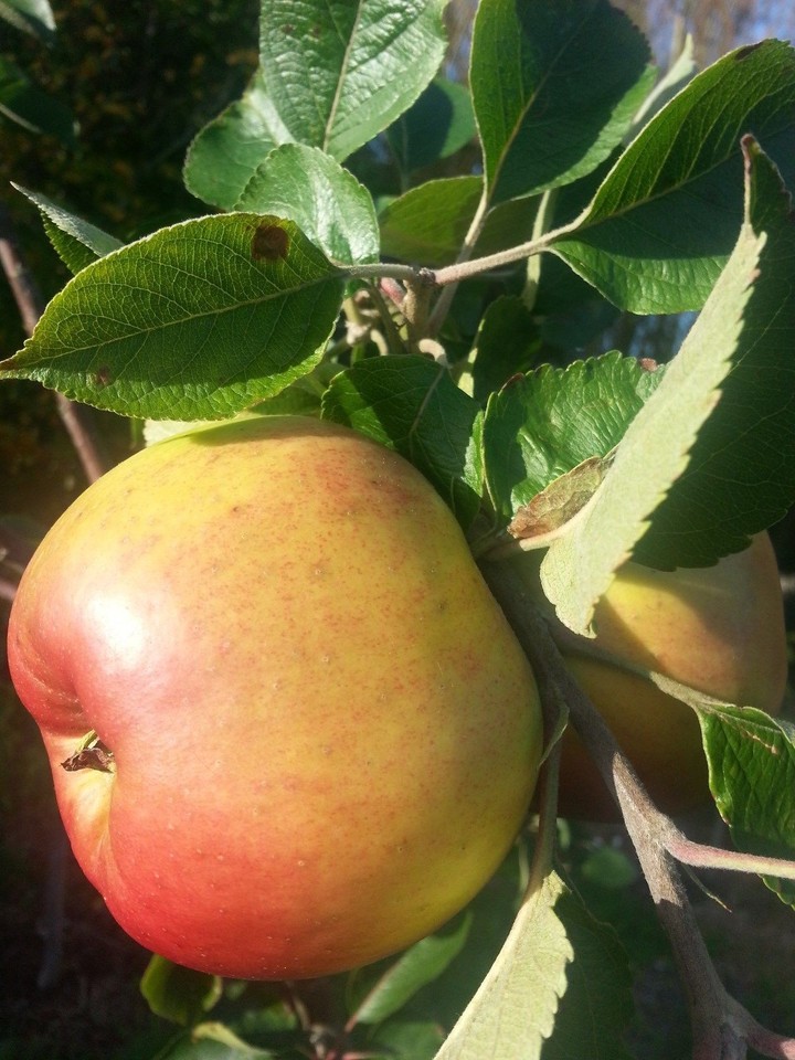 Dwarf Bramley Seedling Apple Tree in a 5L Pot Miniature, popular cooker ...