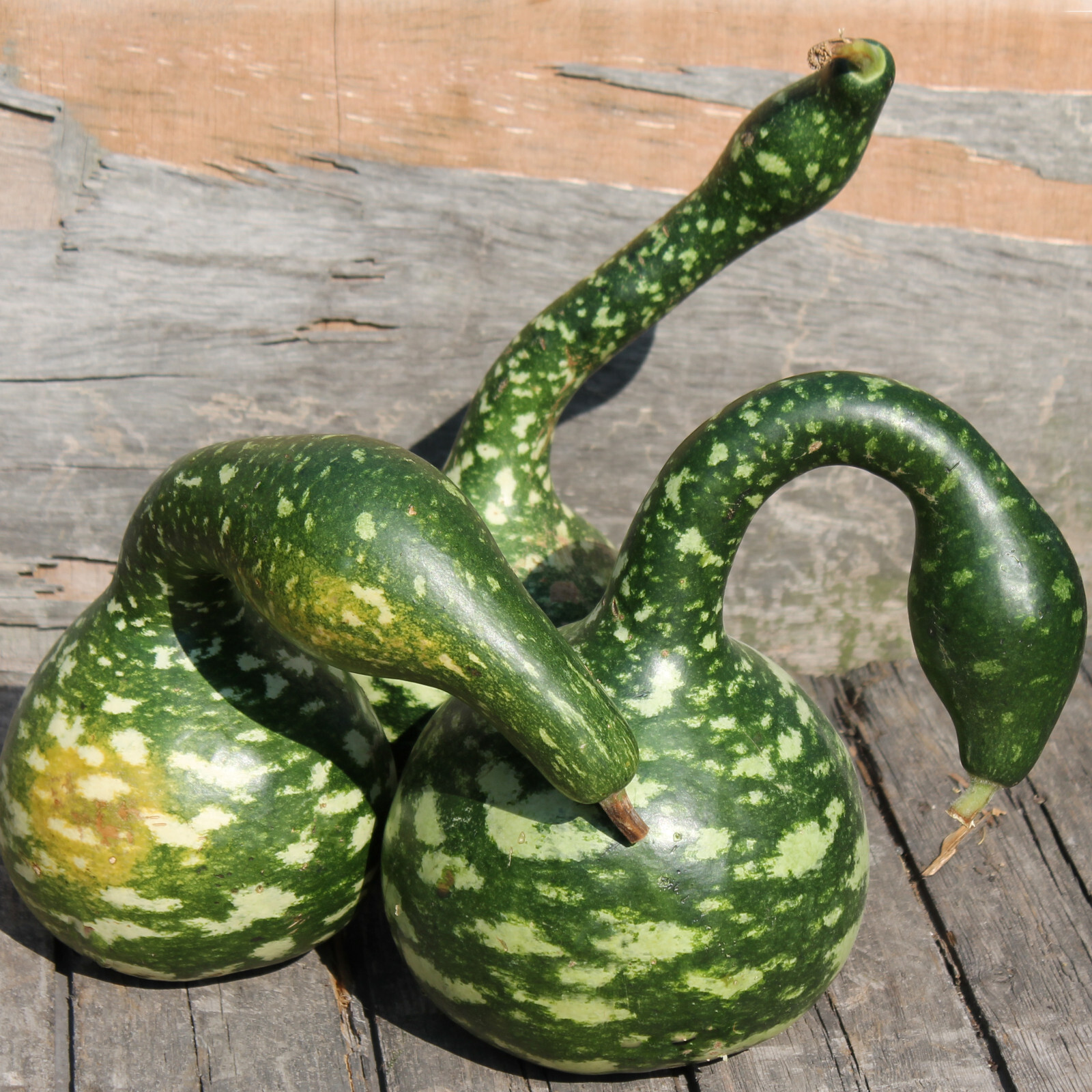 Speckled Swan Gourd Seeds | Ornamental Squash Apple Dipper Bottle Bird ...