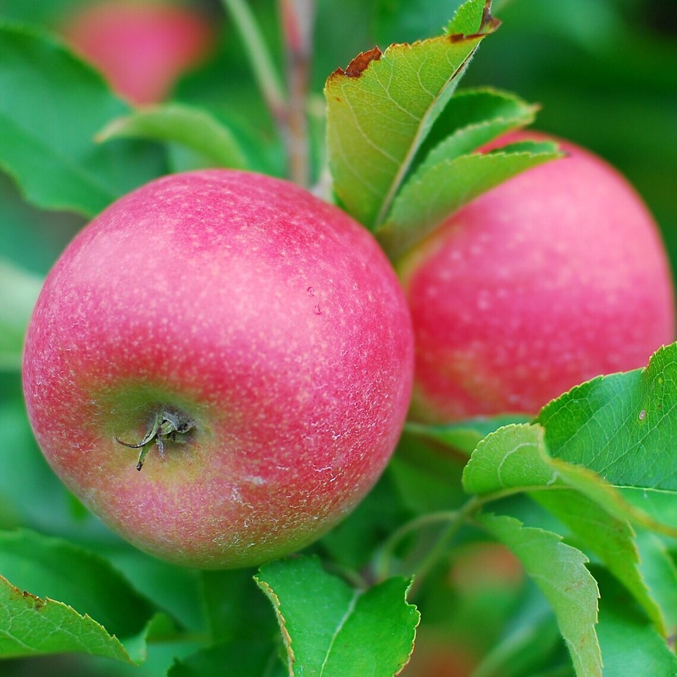 10+ All type Apple Tree Seeds Planting Fuji Gala Crisp Pink Lady Gold ...