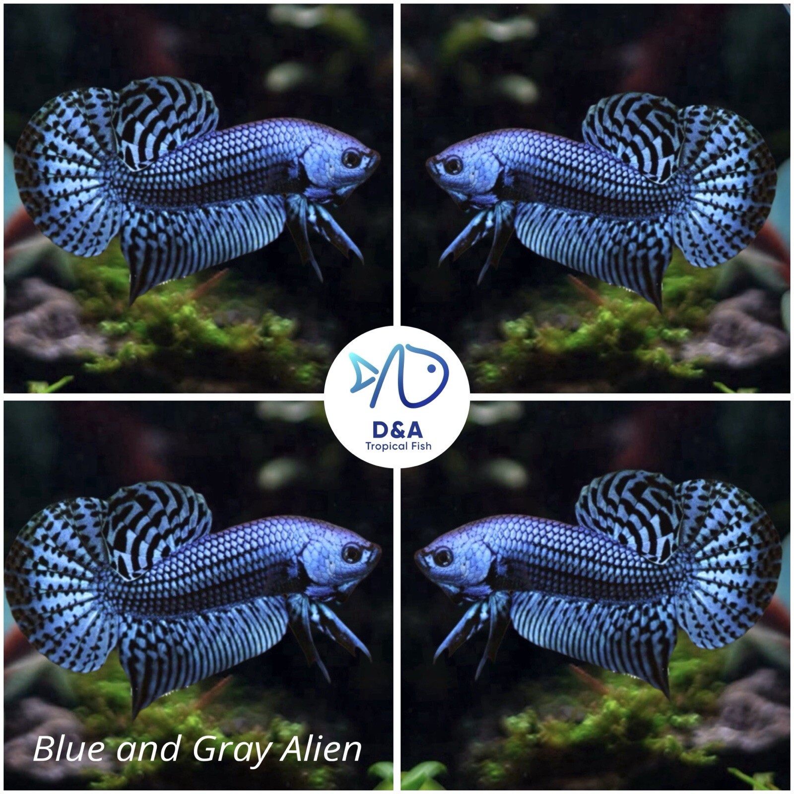 1 MALE - Live Betta Fish High Quality Wild Betta Alien Blue/Gray - USA ...