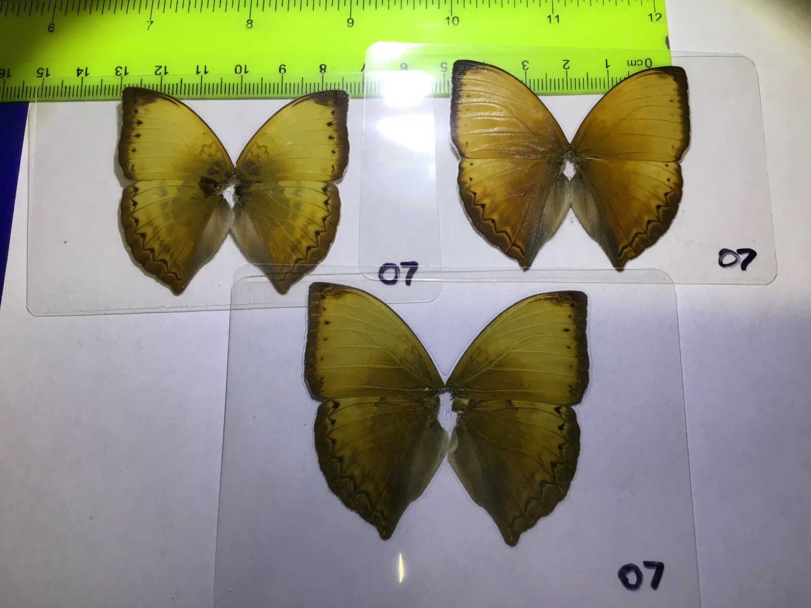 UAB 07 A+/ A Cymothoe lurida MALE Nymphalidae Butterfly Butterflies | eBay