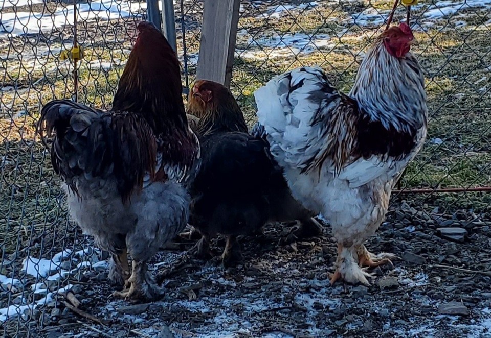 6 LARGE STANDARD BLUE PARTRIDE BRAHMA Hatching Eggs ~ COLORS~ | eBay