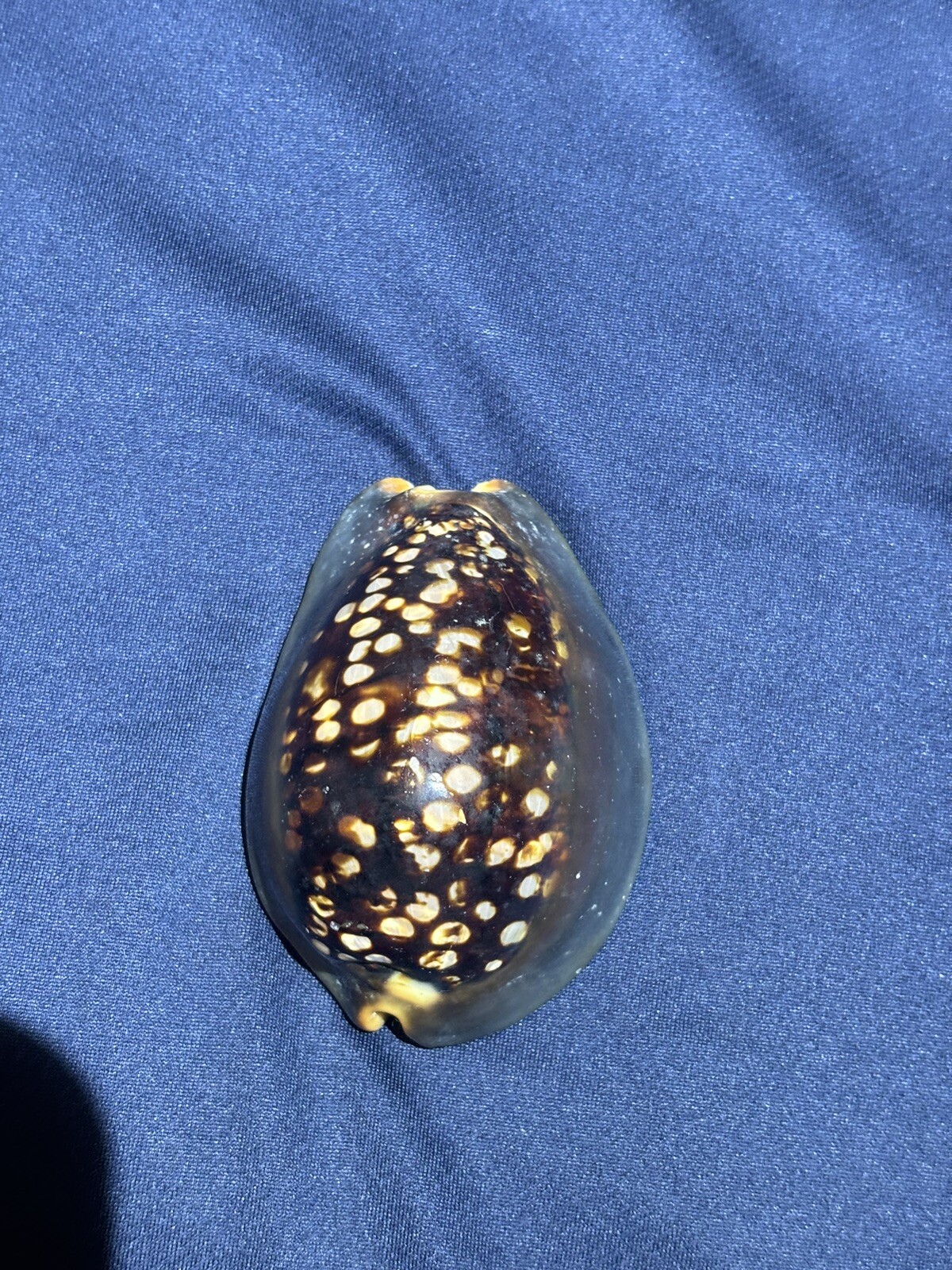 Beautiful Rare Large Cypraea Mauritiana Hawaiian Humpback Cowrie Shell ...