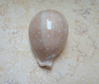 F Cypraea camelopardalis wow LARGE SIZE red sea shell superb lyncina ...