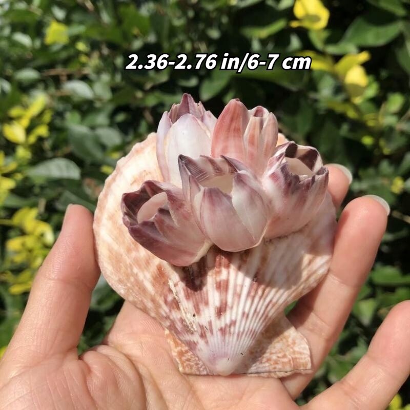1pc Purple Sea Lotus Conch Shell Natural Seashell Hermit Crabs Specimen ...