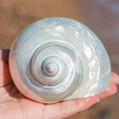 Large White Jade Turbo Natural Conch Hermit Crab Seashell Rare Real Shell 3-3.5" | eBay