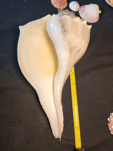 Large Whelk Conch 11" + Set Of Seashells Rare Big Ocean Sea Shell ...