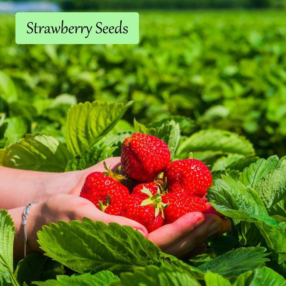 1200+ Mix Fruit Seeds, Berry Seeds - 6 Variety Non-GMO Heirloom Organic ...