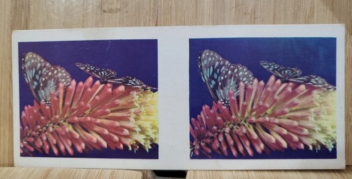 True To Life Stereo Lipton 1963🏆#14 BUTTERFLY on RED HOT POKER Picture ...