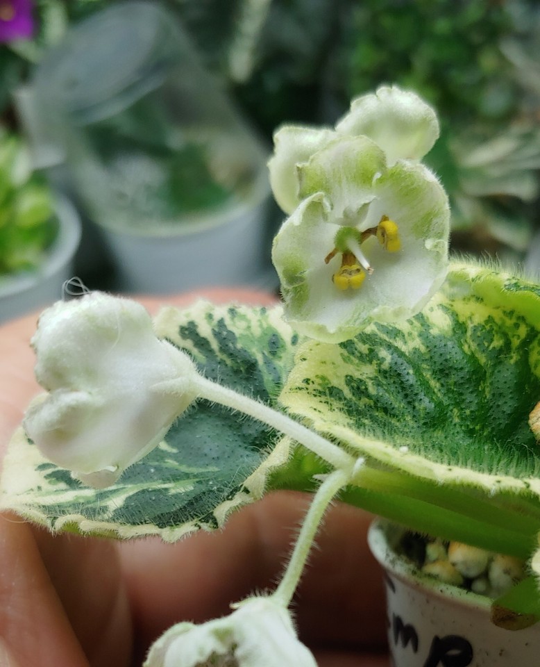 African Violet Plant ~ Imp's Bog Bubbles ~ Variegated Semi Miniature | eBay