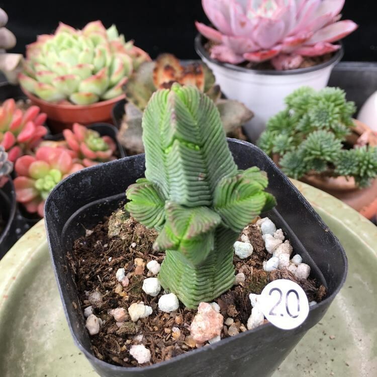 5CM Succulent Plant Crassula Quadrangularis Crassulaceae Home Garden ...