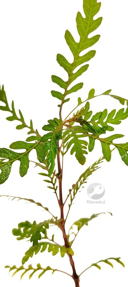 Floratica ¦ 5 x Hygrophila Pinnatifida Live Aquarium Plants Tropical ...