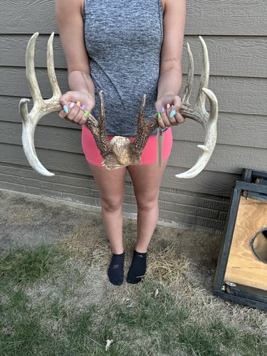 Beautiful Wild 11pt Whitetail Rack Man Cave Cabin Decor | eBay