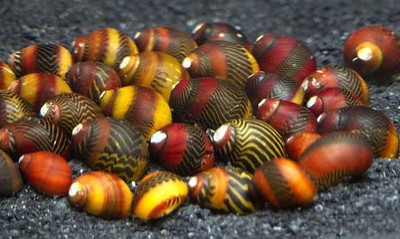 Red Racer Nerite Snail (Vittina waigiensis) | eBay