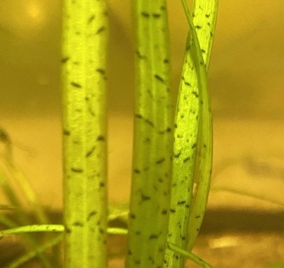RARE Tiger Vallisneria Leopard - 6 plants USA GROWN VIBRANT EASY VAL | eBay