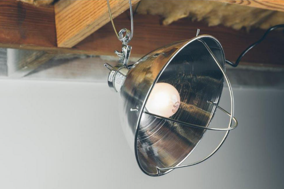 Woods Utility Brooder Clamp Lamp Reflector With Light Bulb Guard & 8 Ft ...