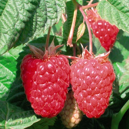 T&M Raspberry Cascade Delight Hardy Shrub Summer Fruiting Garden ...