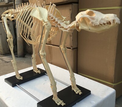 Canine Dog Skeleton LARGE SIZE Model - LFA #2016 49" x 23" K9 | eBay