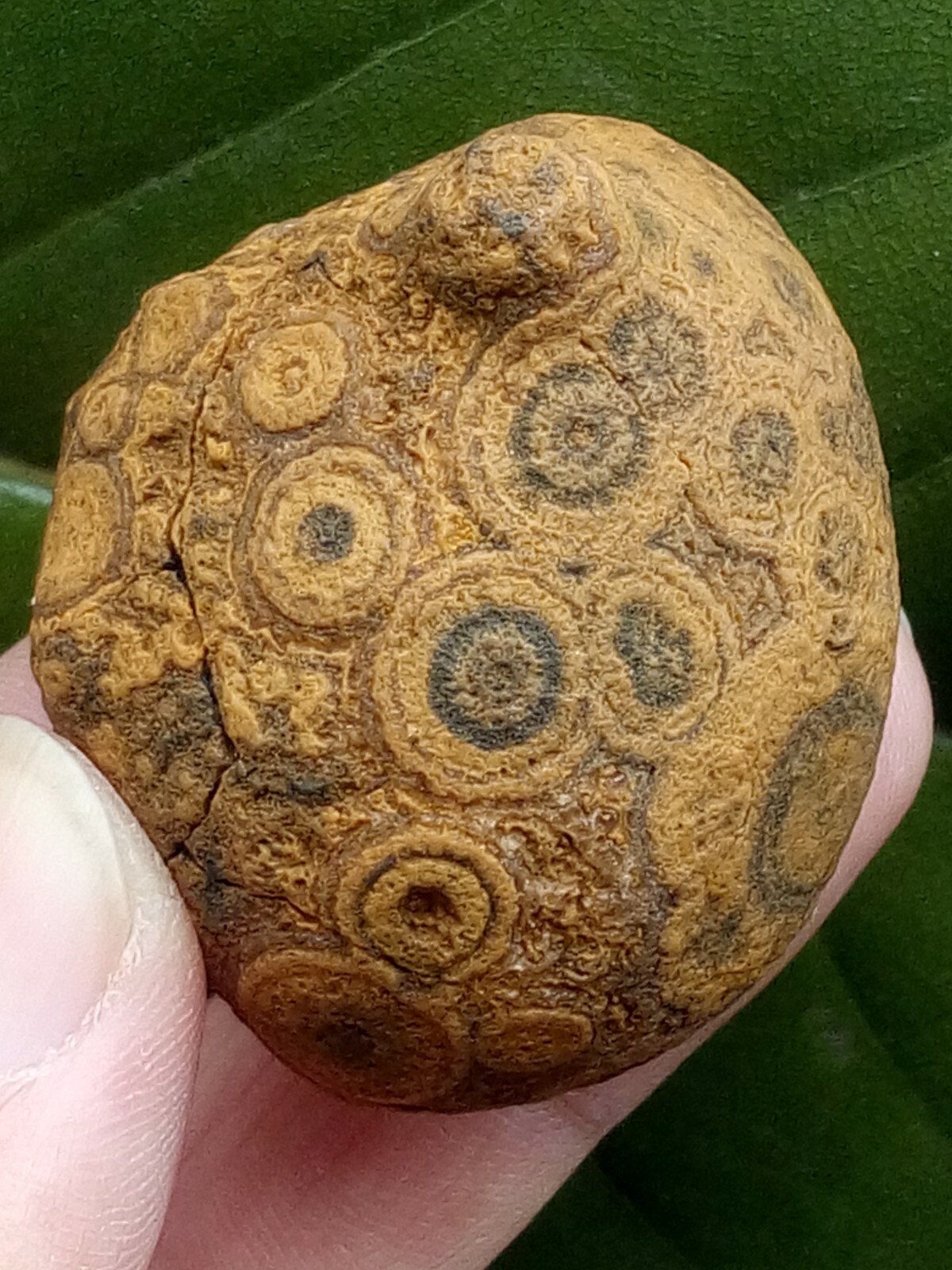 43mm Natural Gobi eye stone collection specimen china | eBay