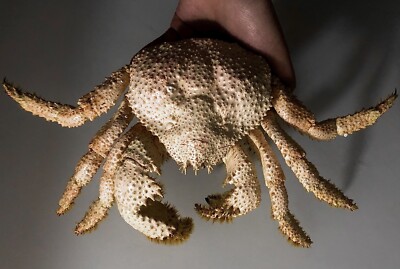 Commission Booking , Pre Order Paralomis False King Crab Taxidermy | eBay
