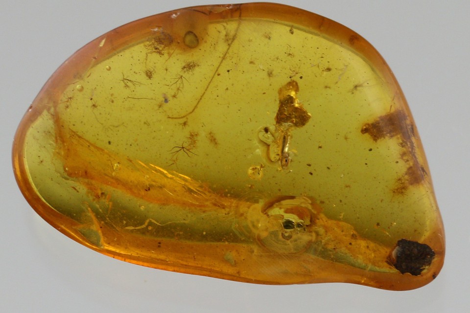 SCYDMAENIDAE Ant like Stone Beetle & Collembola BALTIC AMBER 181219-65 ...