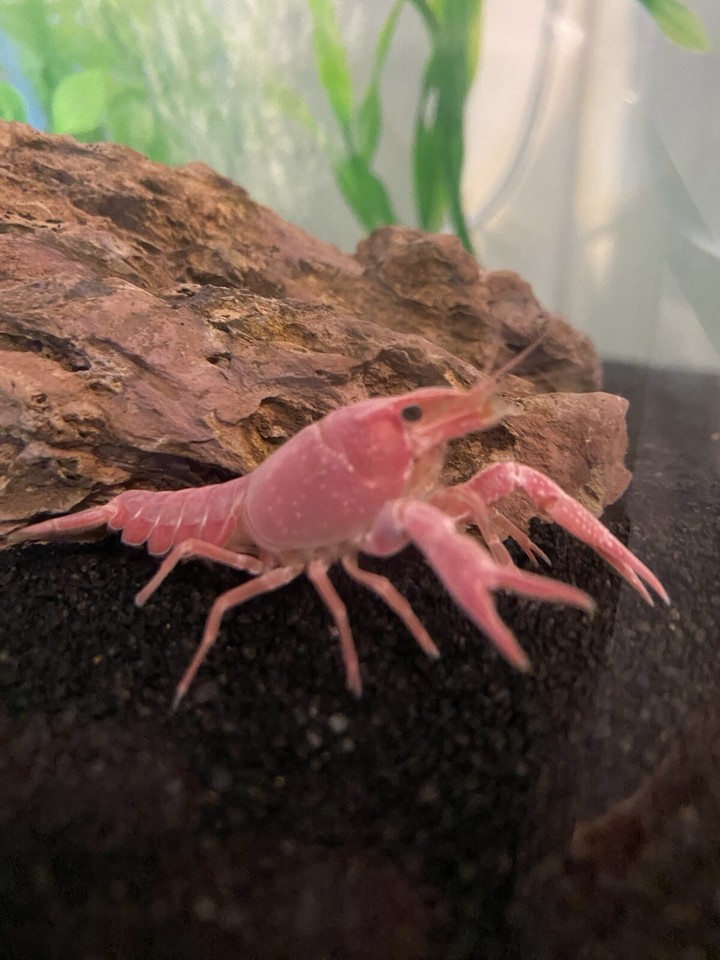 Live Pink Sakura Freshwater Crayfish (Procambarus Clarkii) | eBay
