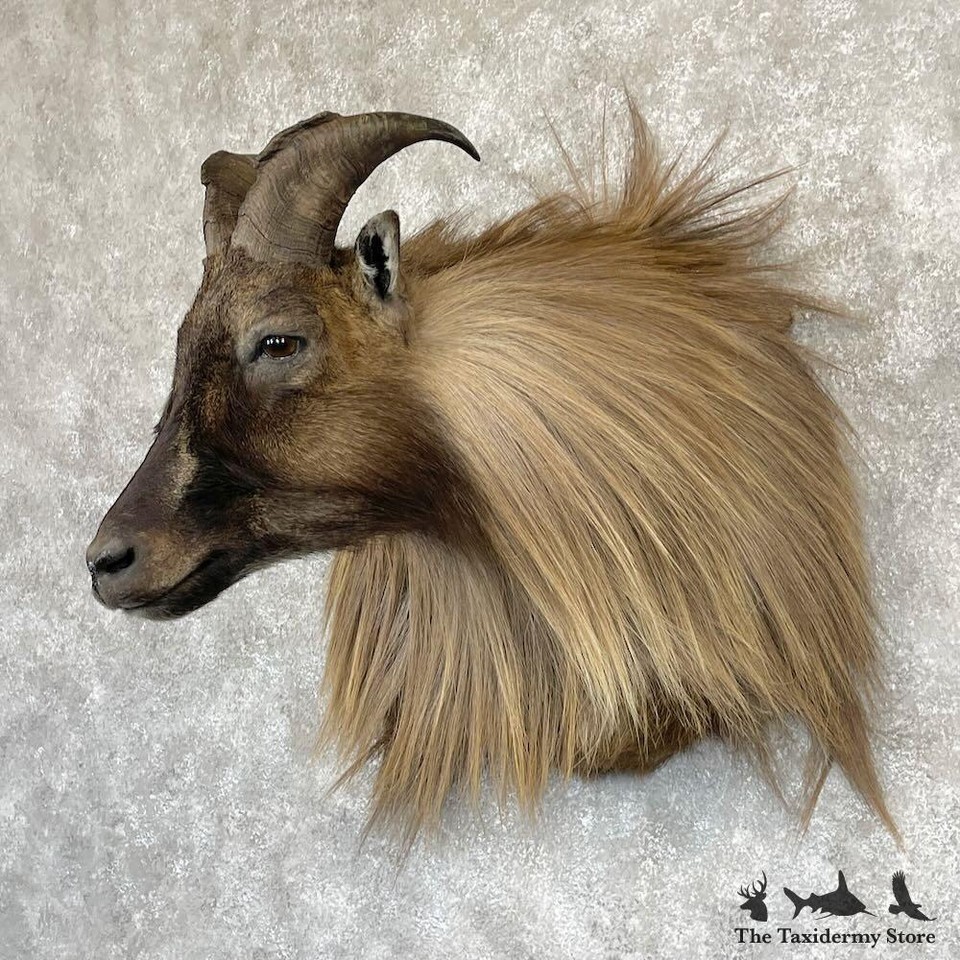 #28177 EL | Himalayan Tahr Shoulder Taxidermy Head Mount - Ram Goat | eBay