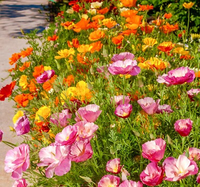 1100x California Double Poppy Ballerina Mix Seeds - Eschscholzia ...