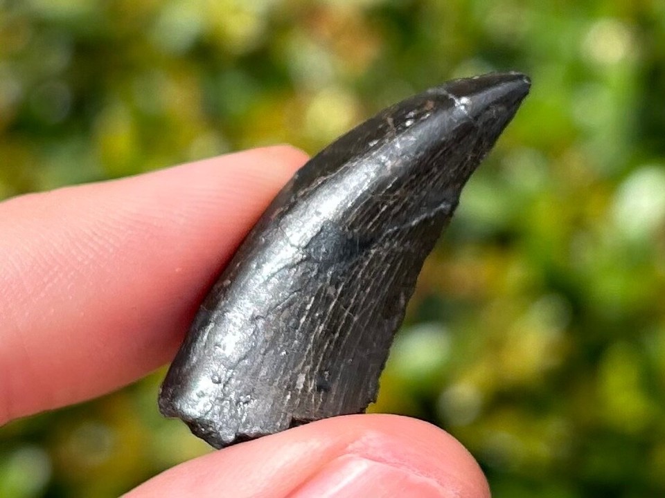 RARE Megalosaurid Dinosaur Tooth Theropod Portugal Lourinha Formation ...