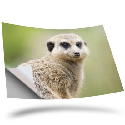 1 x Vinyl Sticker A2 - Little Cute Meerkat Animals Mongoose #8554 | eBay UK