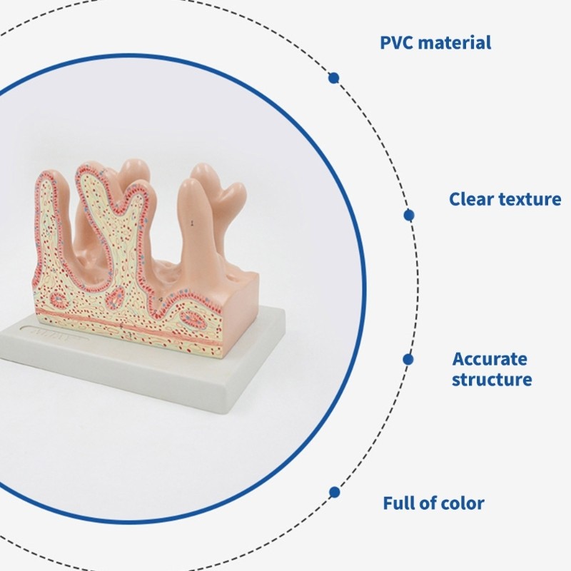 Human Intestinal Villus Anatomy Model Anatomical Large Intestine Villus ...