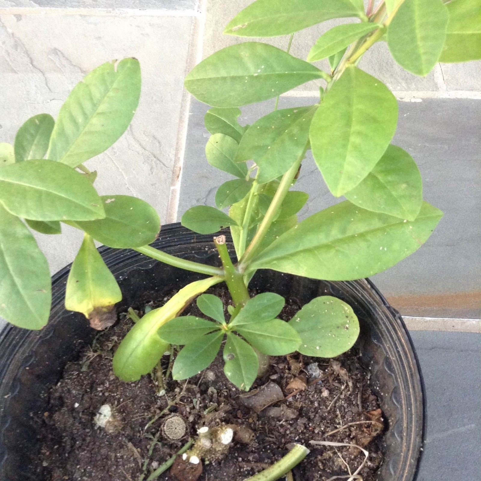 500 Seeds Jewels of Opar | Limon Chartreuse | Talinum paniculatum ...