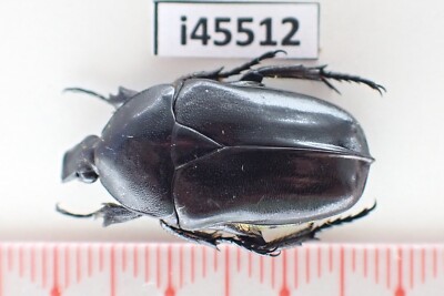 i45512. Insects, Cetoniidae sp. Vietnam, Lam Dong | eBay