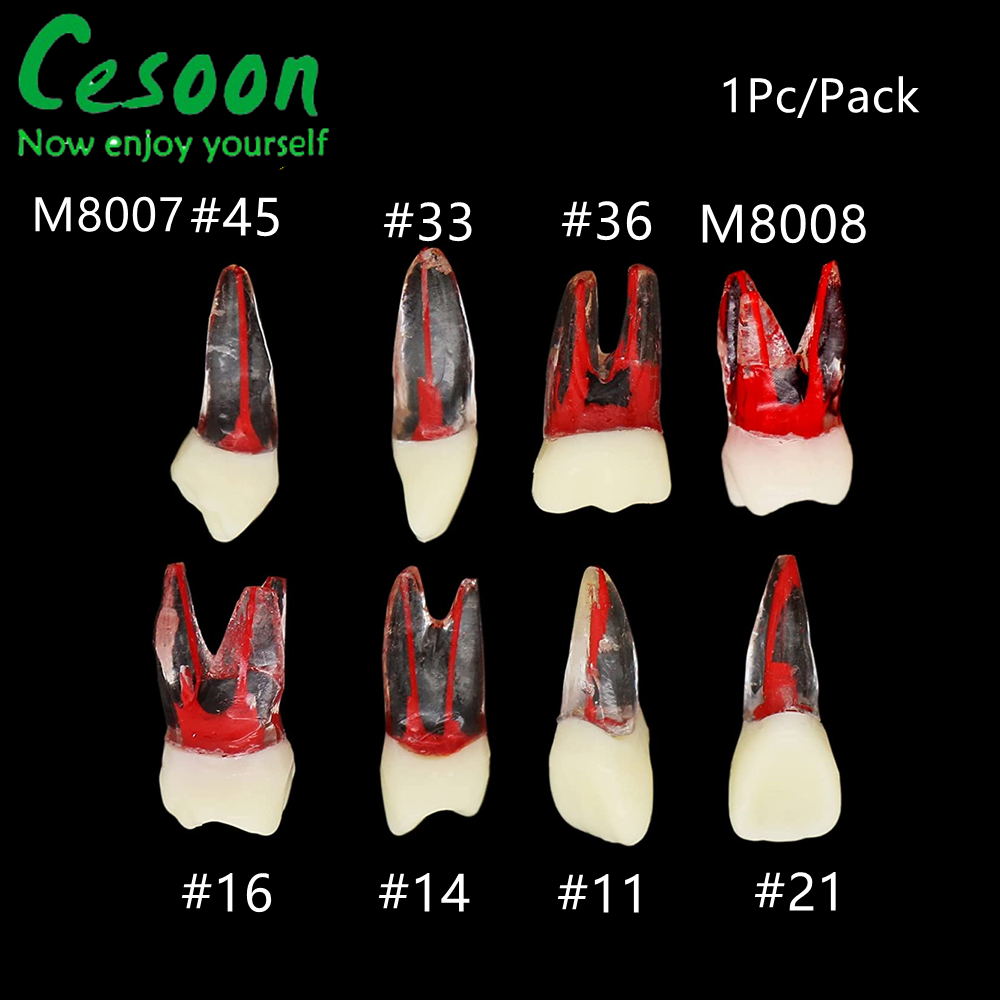 Dental Resin Kit For Teeth 10PCS Dental Model Endodontic Root Canal ...
