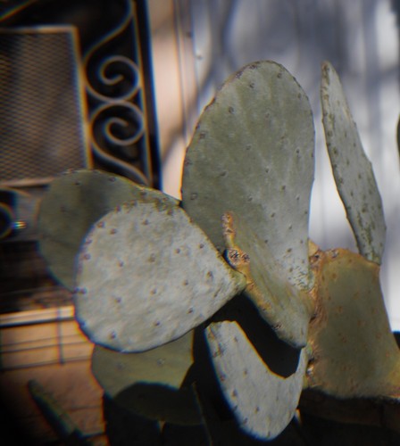 HARDY! SPINELESS OPUNTIA CACANAPA ELLISIANA PRICKLY PEAR Cactus ...