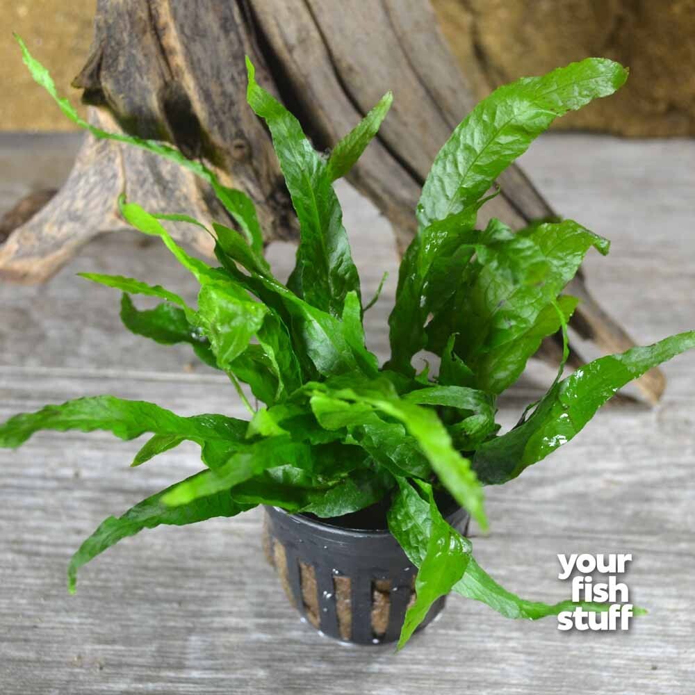 Java Fern 'Petite' Potted Live Aquarium Plant **Buy 1 Get 1 50% OFF ...