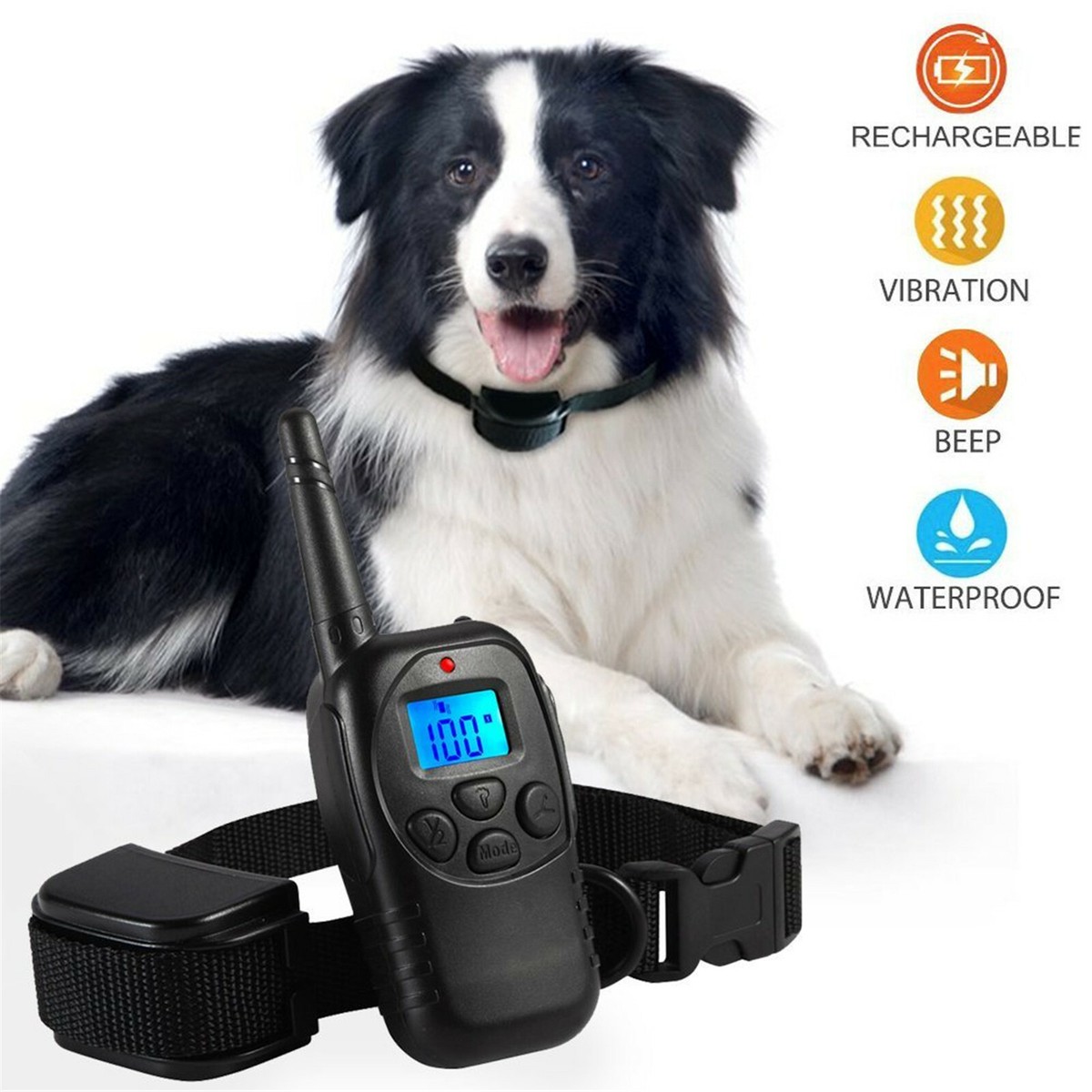 E Collar Border Collie Border Collie Learns The E Collar YouTube