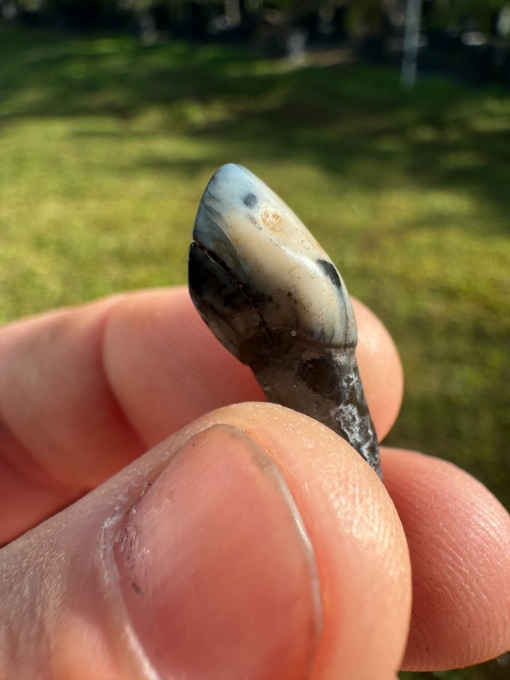 HIGHLY COLORFUL BISON ANTIQUUS LATIFRONS BISON FOSSIL INCISOR TOOTH ICE ...