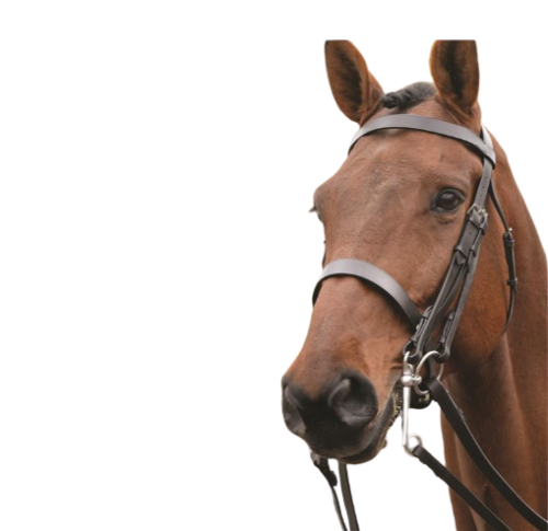 Adams-Tack High Quality English Saddle seat Flat Weymouth Double Bridle ...