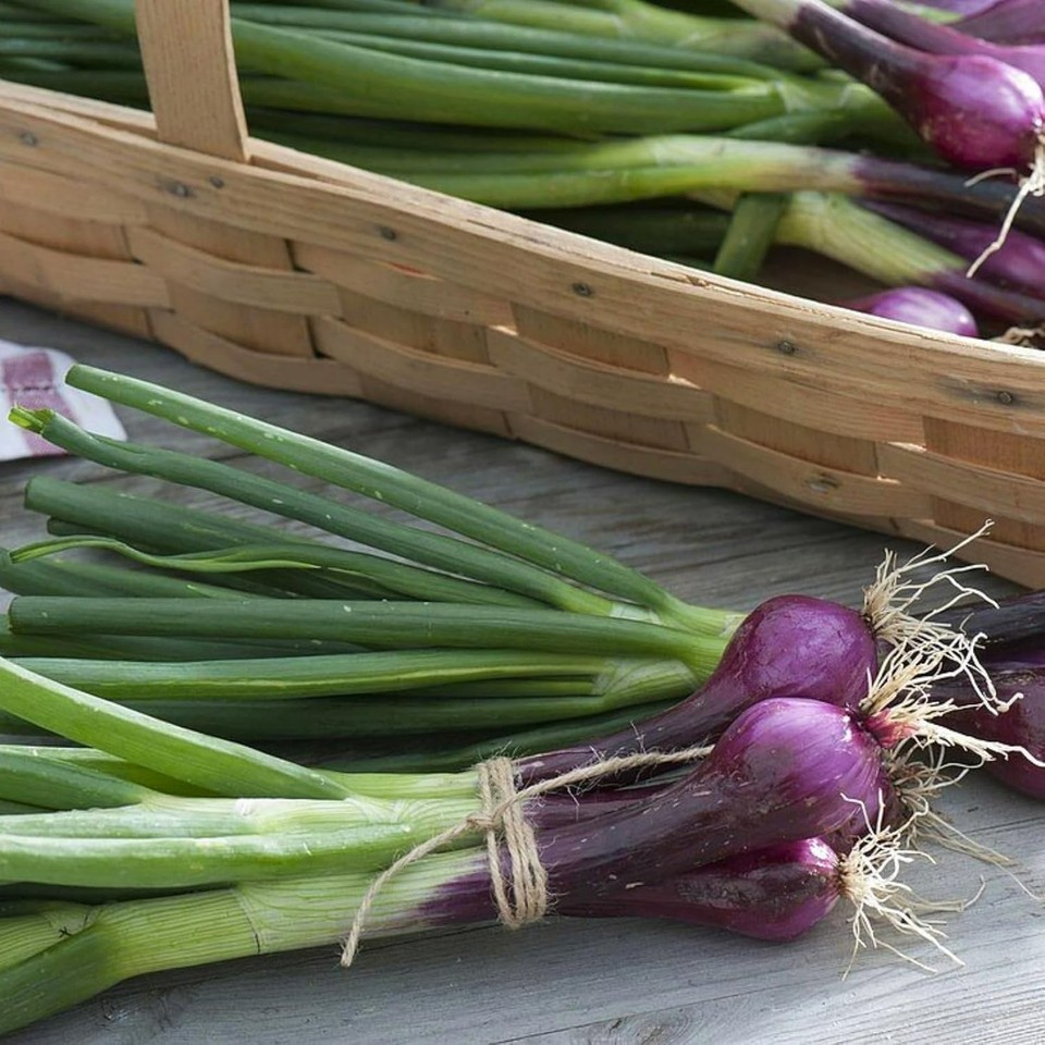 Red Onion Sets Electric - High Yield Autumn Planting Vegetable Bulbs ...